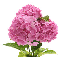 Beautiful Hortense Free Stock Photo - Public Domain Pictures