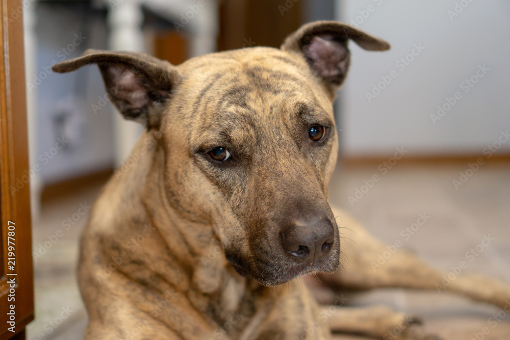 Brindle Pitbull Dog Indoors Stock Photo | Adobe Stock