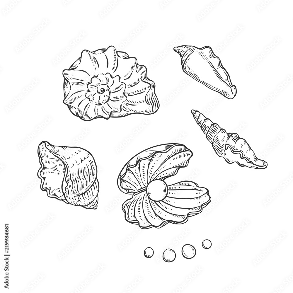 Vector set sea shells and pearls different shapes. Clamshells monochrome black outline sketch ...