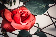 Rusty Rose Leaves Free Stock Photo - Public Domain Pictures