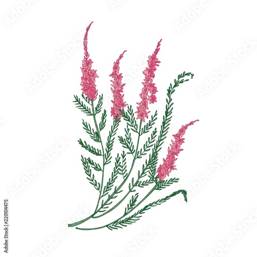 Heather or ling tender flower hand drawn on white background. Detailed ...