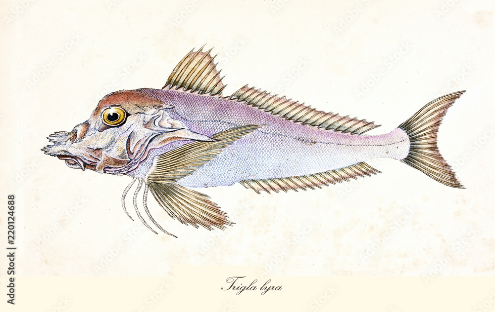 Ancient illustration of Piper Gurnard (Trigla lyra), side view of the ...