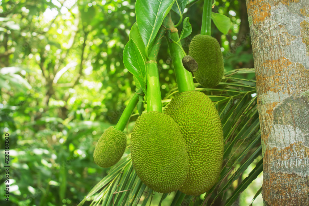 Jackfruit On the tree and young in phuket Thailand, Jackfruits ...