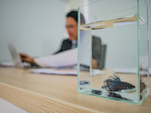 Busy Aquarium Fish Free Stock Photo - Public Domain Pictures