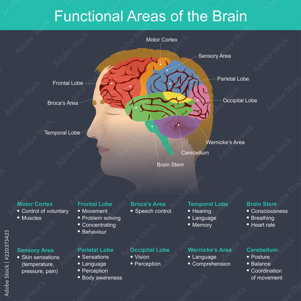 Functional Areas of the Brain. Anatomy body infographic. Illustration ... Functional Areas of the Brain. Anatomy body infographic. Illustration ...