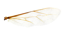 Insect Wing Structure Free Stock Photo - Public Domain Pictures