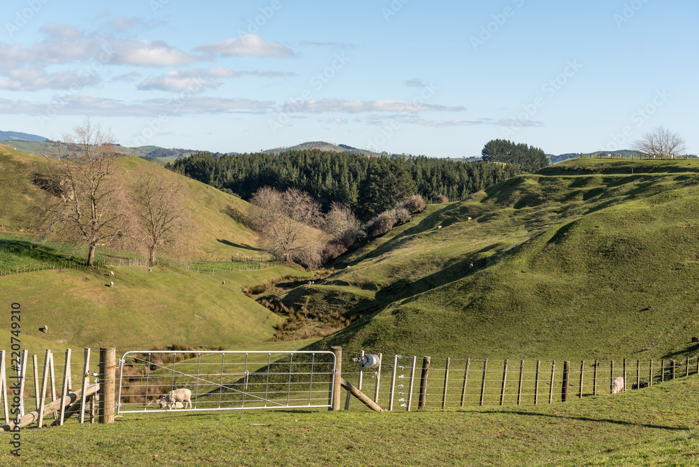 Rolling, green sheep farm with a gate and fence in the foreground. In ...