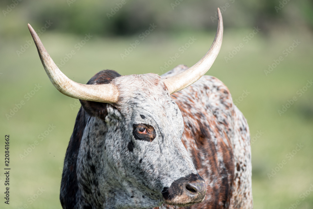 Nguni cattle, South Africa Stock Photo | Adobe Stock