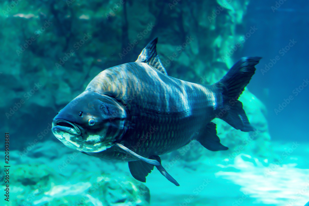 Big scary fish in the aquarium Stock Photo | Adobe Stock