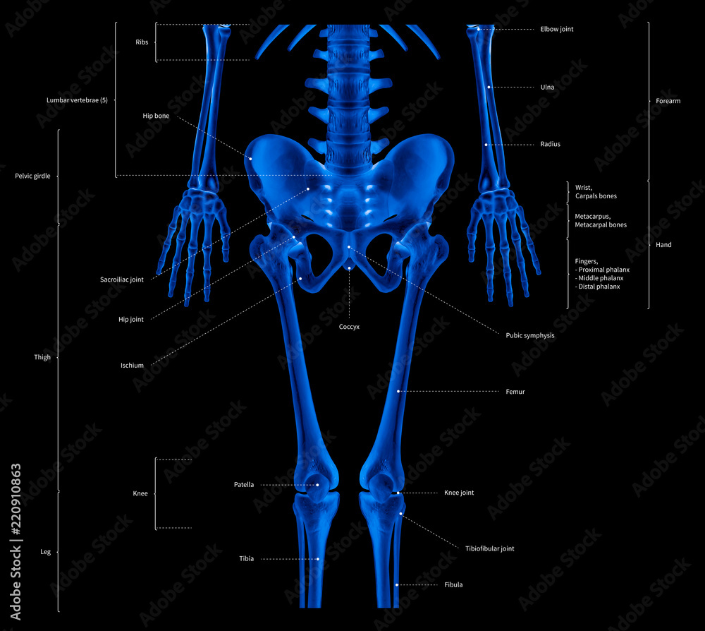 Infographic diagram of lower half human skeleton anatomy system ...