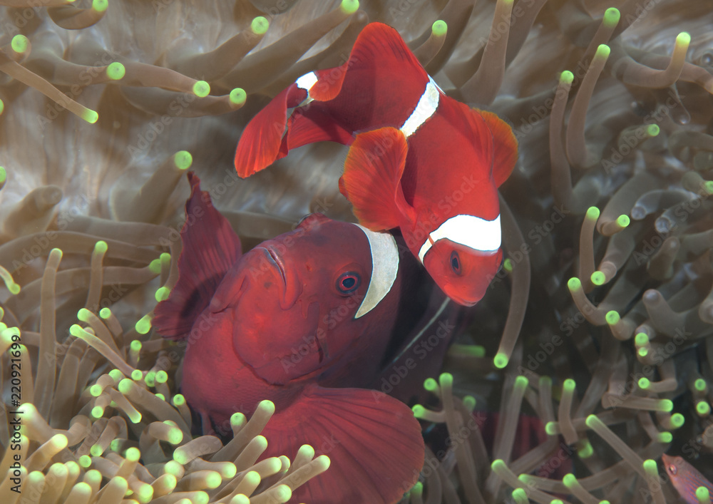 Premnas biaculeatus, commonly known as spine-cheeked anemonefish or the ...