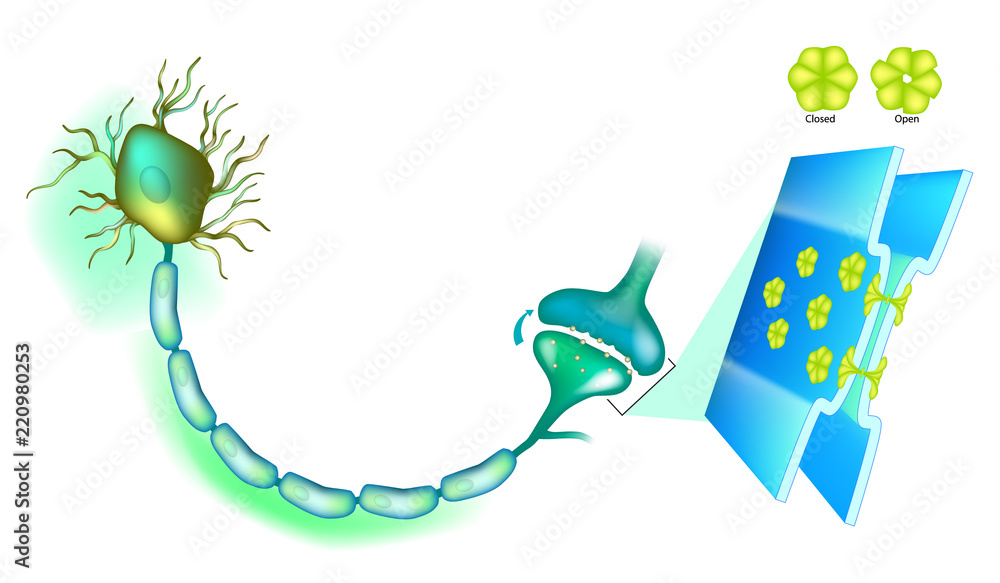 Electrical synapse. Synaptic transmission. Structure of a typical ...