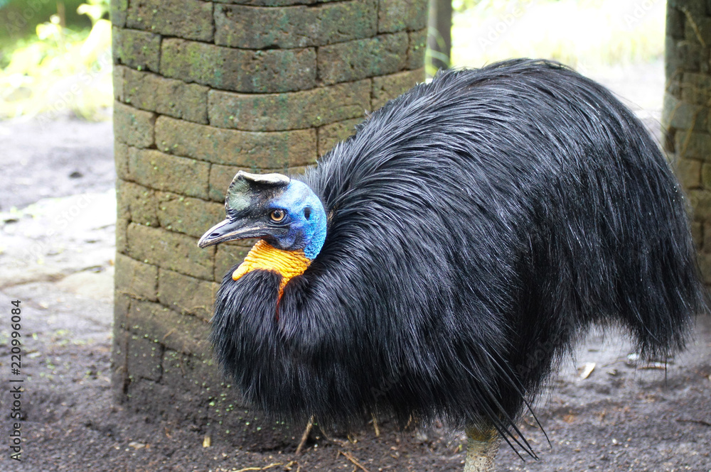 Southern cassowary, Casuarius casuarius, also known as double-wattled ...