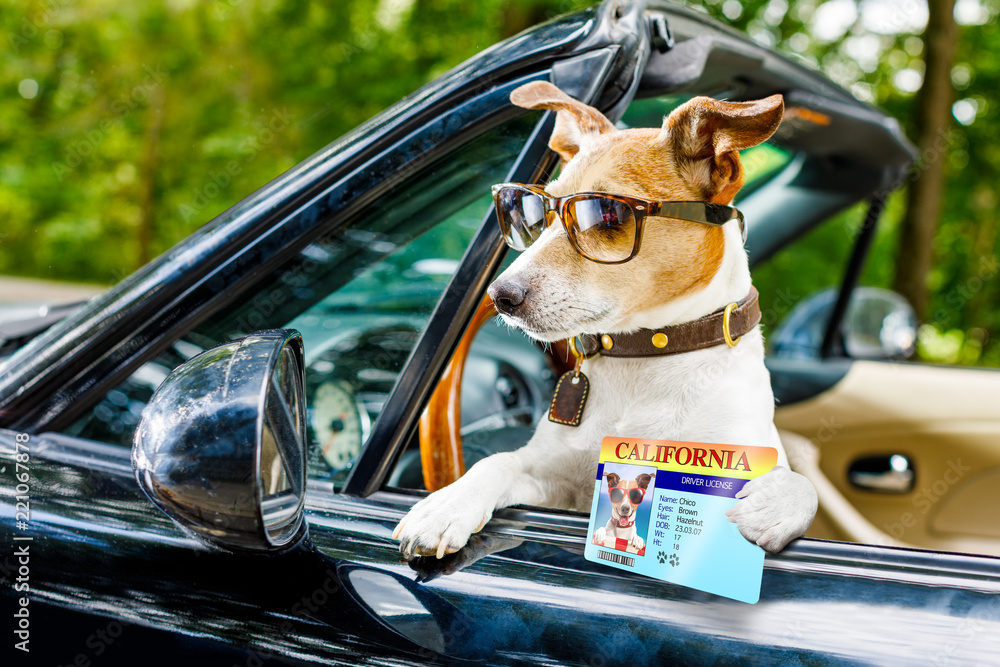 dog drivers license driving a car Stock Photo | Adobe Stock