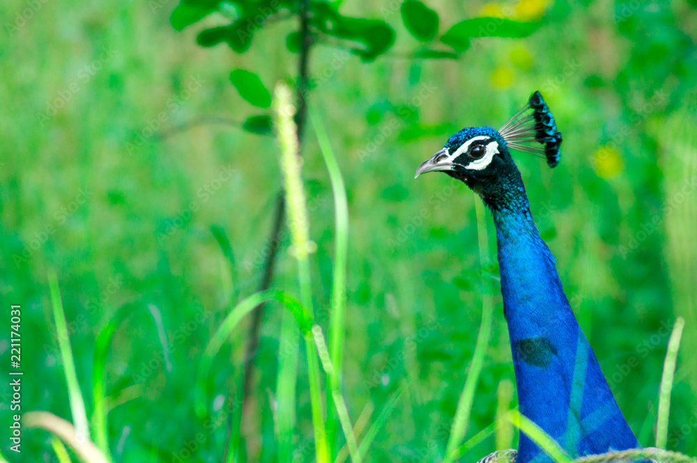 Peacock head and bright blue neck peering out in the middle of green ...
