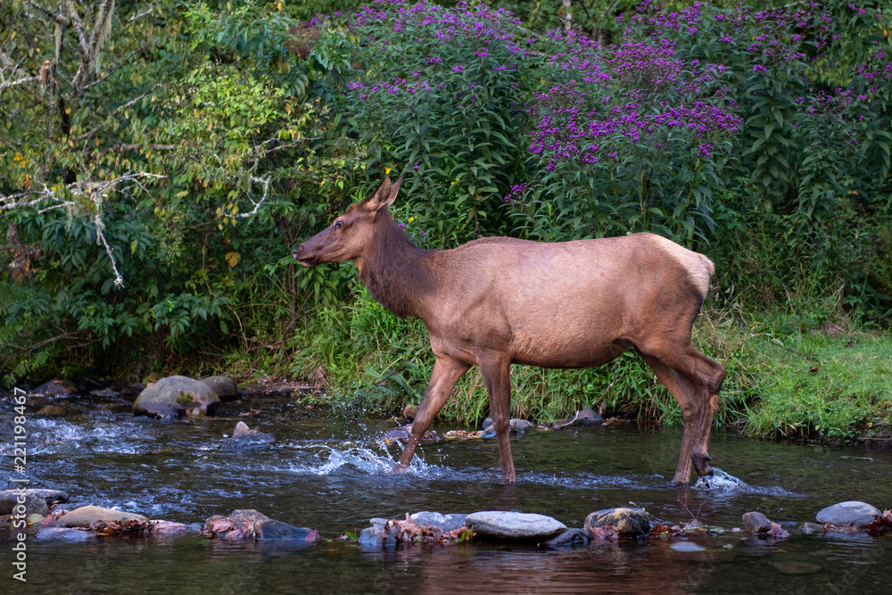 Elk Crossing Stream Stock Photo | Adobe Stock