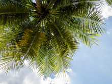 Under The Coconut Tree Free Stock Photo - Public Domain Pictures