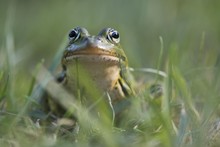 Spring Frog Free Stock Photo - Public Domain Pictures