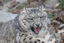 Snow Leopard Yawning 1 Free Stock Photo - Public Domain Pictures