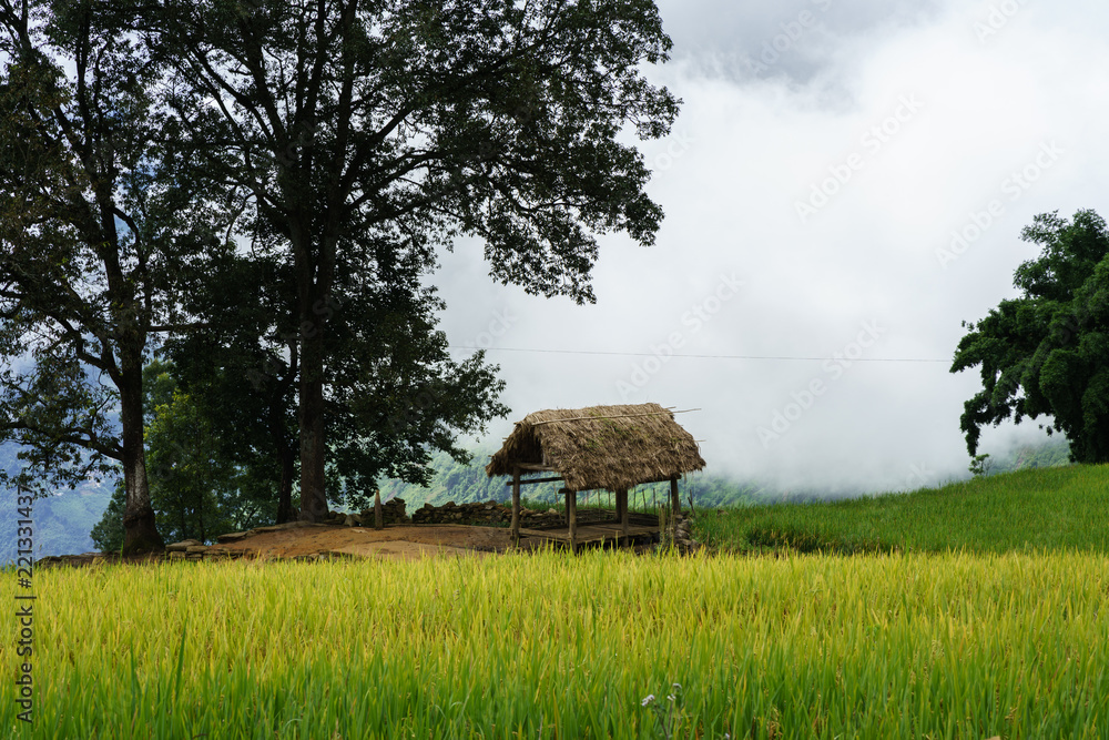 Terraced rice field landscape in harvesting season with big tree in Y ...