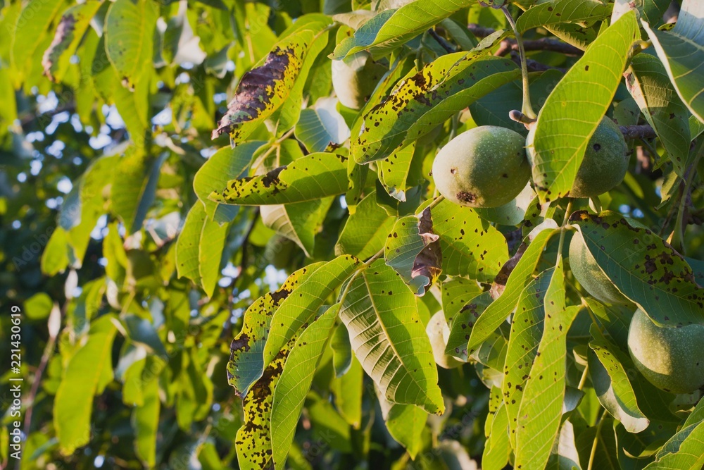 Walnut anthracnose or walnut black spot - Gnomonia (Ophiognomonia ...