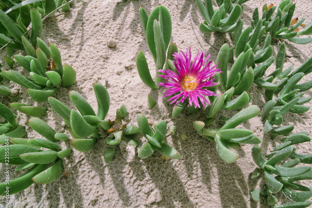 Pigface, Ice Plan to Angular Sea Fig Flower (Carpobrotus glaucescens ...
