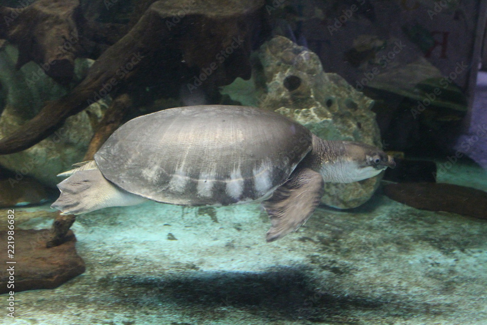 Kemp's ridley sea turtle (Lepidochelys kempii) Stock Photo | Adobe Stock