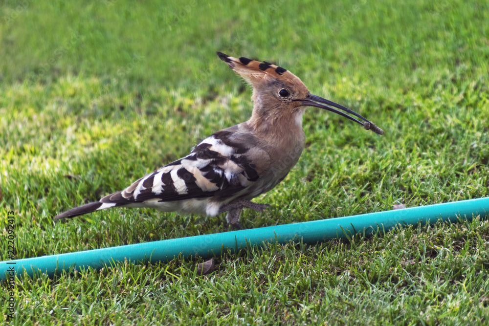strikingly beautiful Hoopoe Duchifat Bird Eating a Grub standing beside ...