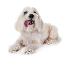 Coton De Tulear White Female Dog Free Stock Photo - Public Domain Pictures