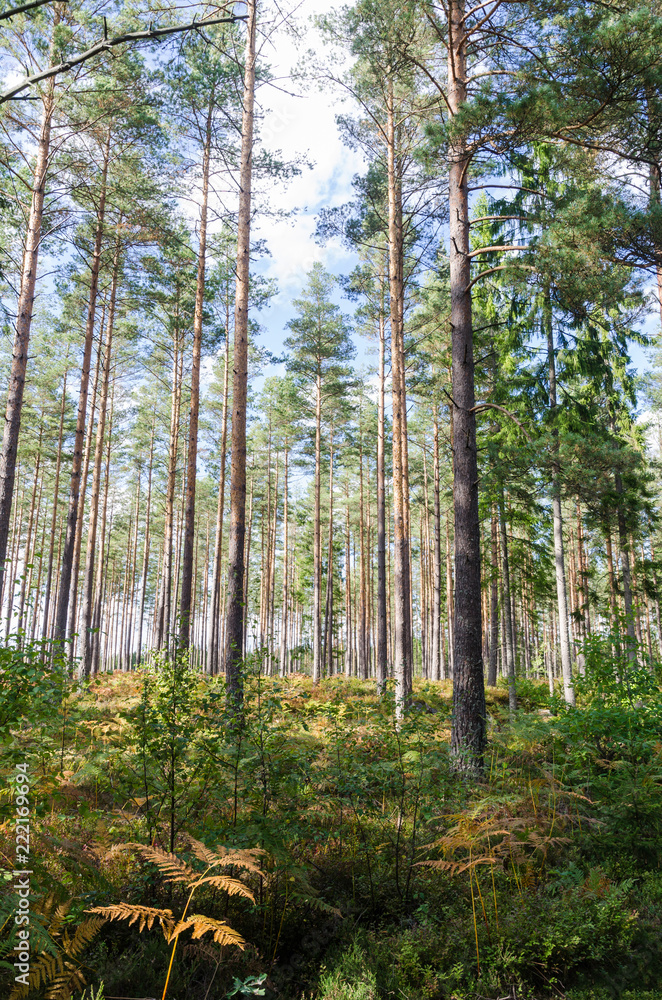 Bright forest with tall trees Stock Photo | Adobe Stock