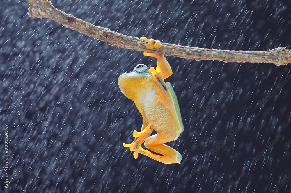 flying frog, frogs, tree frog, Stock Photo | Adobe Stock