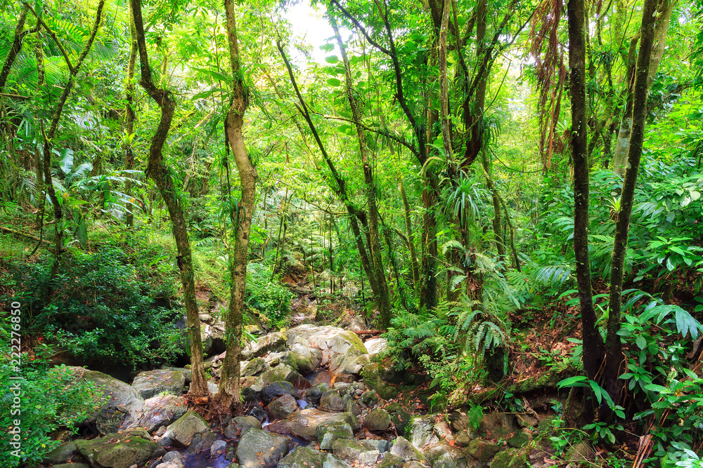 Beautiful jungle rainforest of El Yunque national forest in Puerto Rico ...