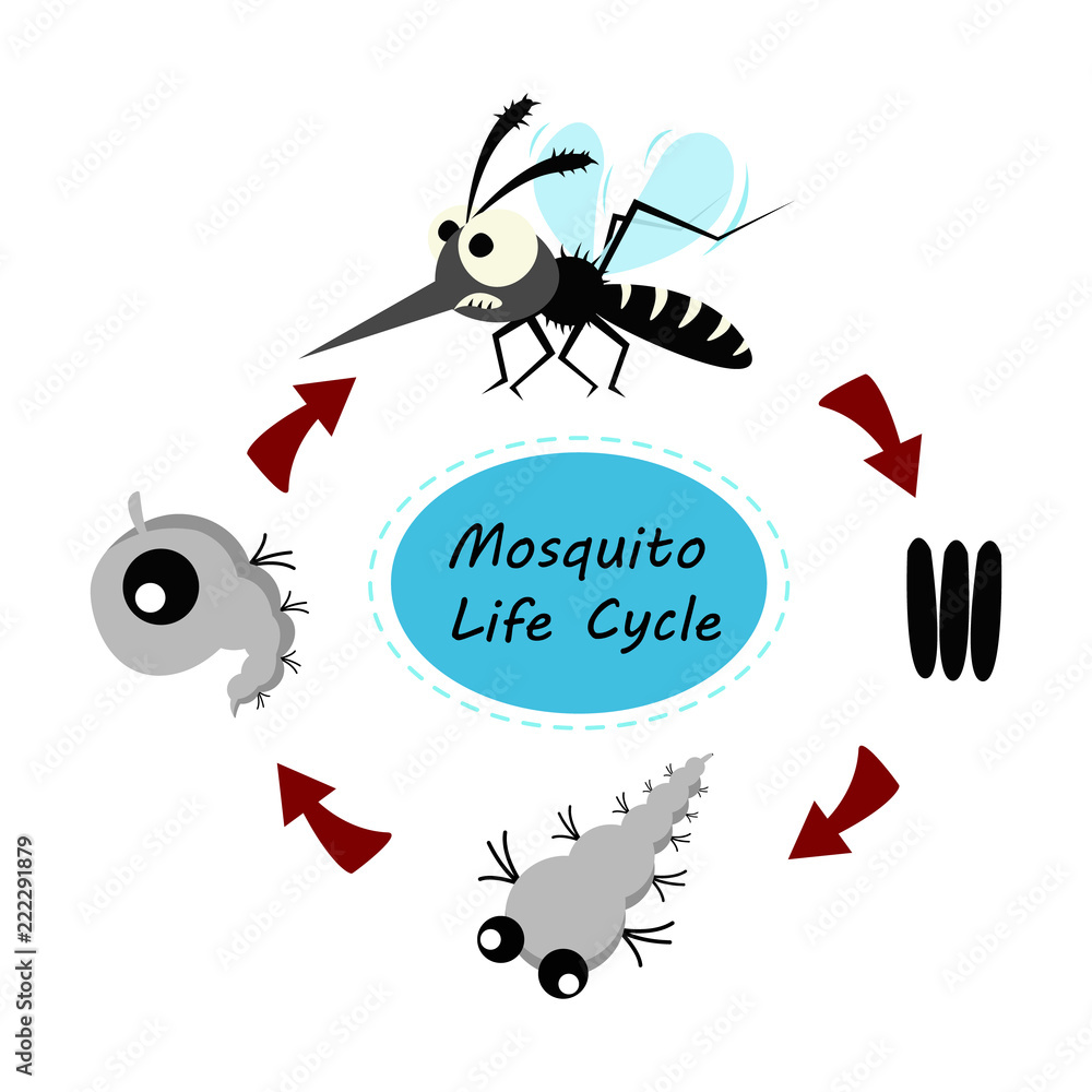 mosquito life cycle concept. vector illustration. Stock Vector | Adobe ... mosquito life cycle concept. vector illustration. Stock Vector | Adobe ...