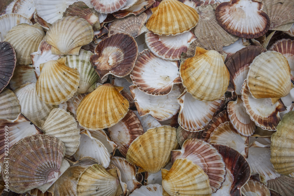 Seashell background, lots of Queen scallops Stock Photo | Adobe Stock