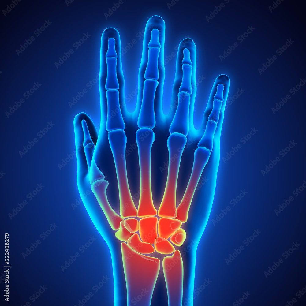 Human Hand Anatomy Illustration Stock Illustration | Adobe Stock