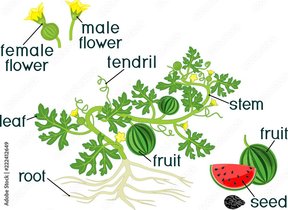 Parts of plant. Morphology of watermelon plant with fruits, flowers ...