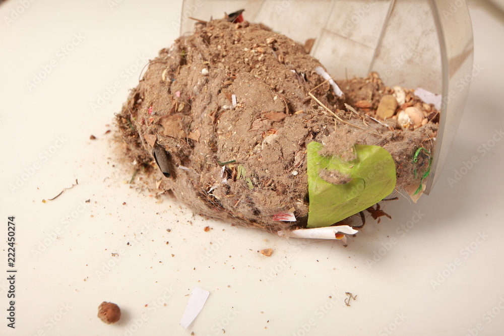 litter and dust in the dust container of the vacuum cleaner Stock Photo ...
