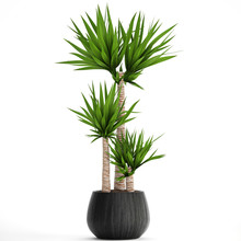 Yucca Cactus Free Stock Photo - Public Domain Pictures