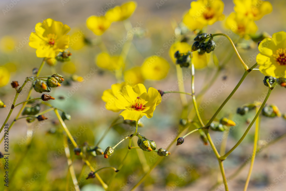 Cistanthe longiscapa, better known as pata guanaco. Flower that grows ...