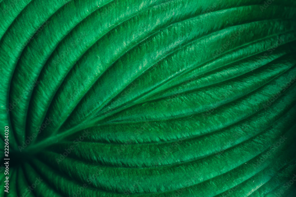 Plant leaf texture. Abstract green nature background Stock Photo ...