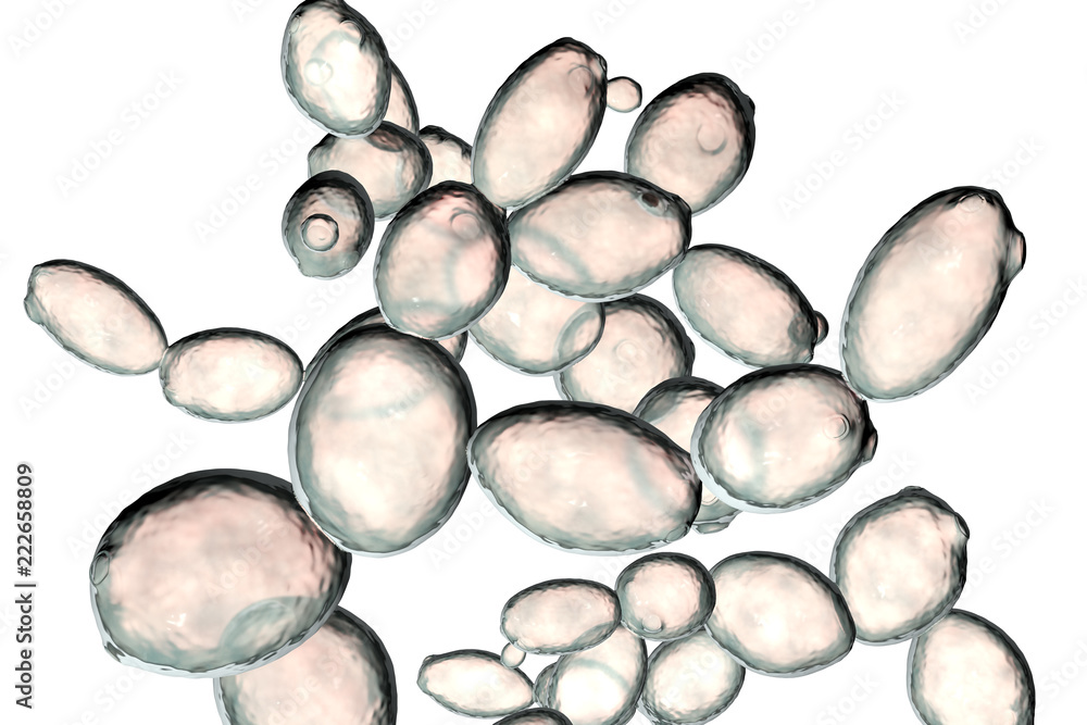 ภาพประกอบ Stock Saccharomyces cerevisiae yeast, 3D illustration ...