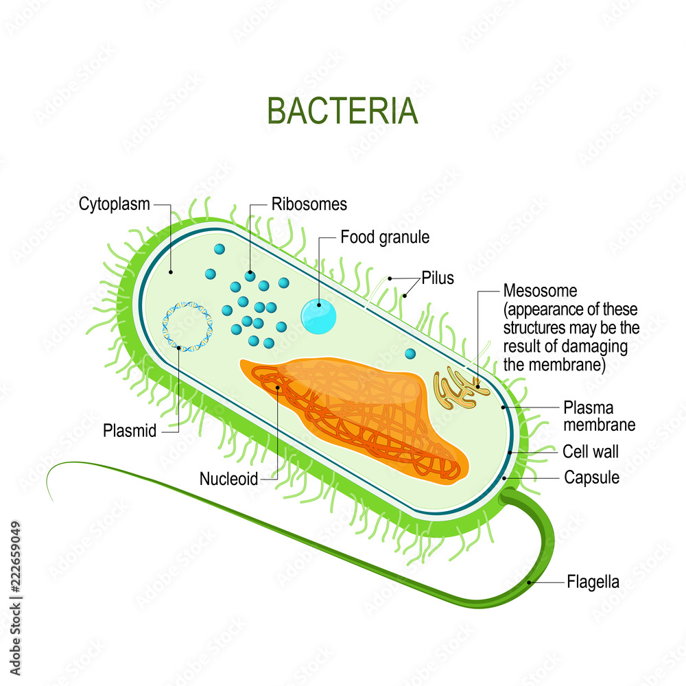 Structure of a bacterial cell. Anatomy of the prokaryote. unicellular ...