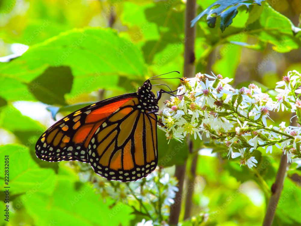 Beautiful Monarch butterfly on a flower. The Latin name is Danaus ...