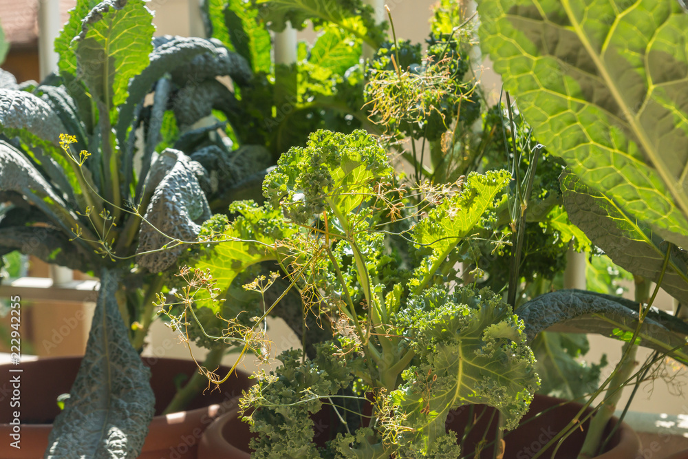 Organic heirloom Tuscan and Curly Kale edible plants with rich dark ...