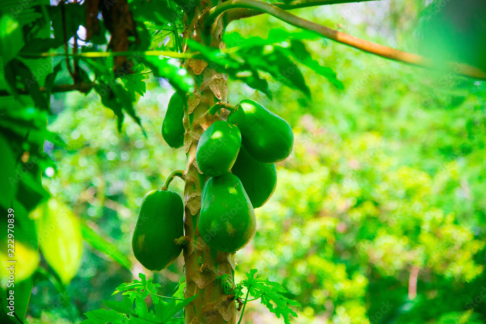 Kopi Luwak is the most expensive coffee in the world, also called as ...