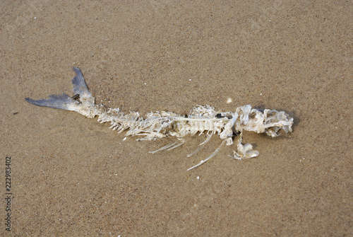 Decomposing dead fish carcass washed ashore on beach with mostly fish ...