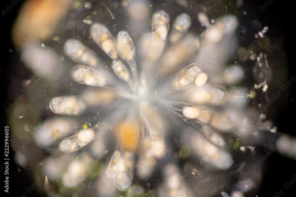 Rotifer under the microscope. Stock Photo | Adobe Stock