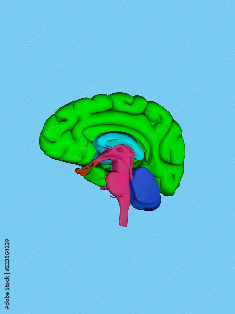 Cross Section Human Brain: Color diagram featuring cerebellum, cerebrum ...