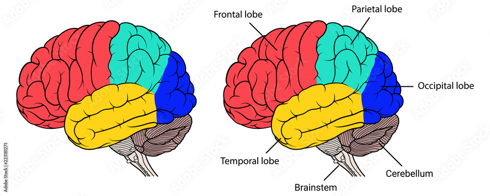 Side View Human Brain Human Brain / Side View Stock Illustration.