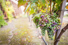 Bunch Of Ripening Pink Grapes Free Stock Photo - Public Domain Pictures